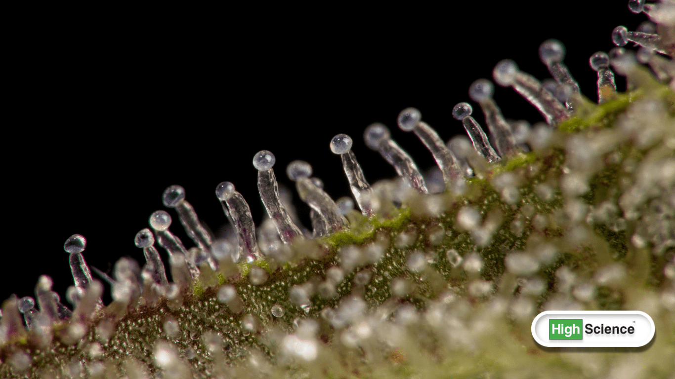 Cannabis Diamonds Explained: What They Are and Why They’re Popular