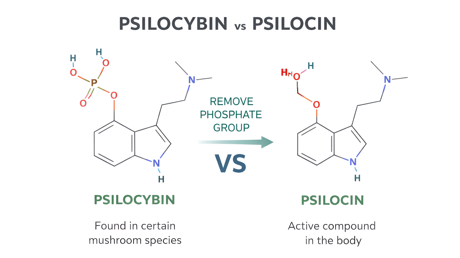 Psilocybin vs Psilocin Explained